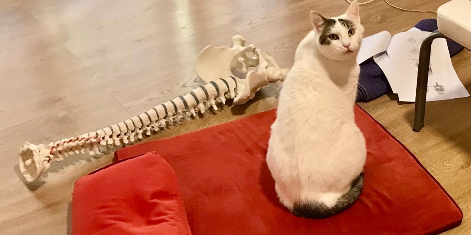 Yoga & Anatomy – Sivananda Yoga Camp